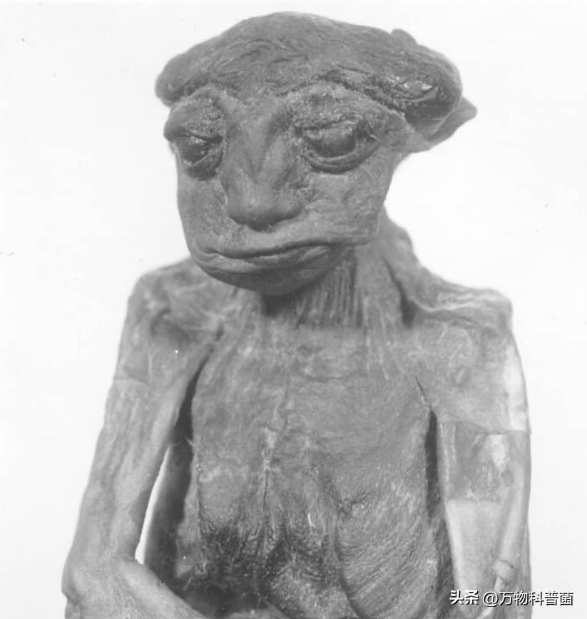 Are the Mount San Pedro mummies the same as the tiny humanoid creatures ...