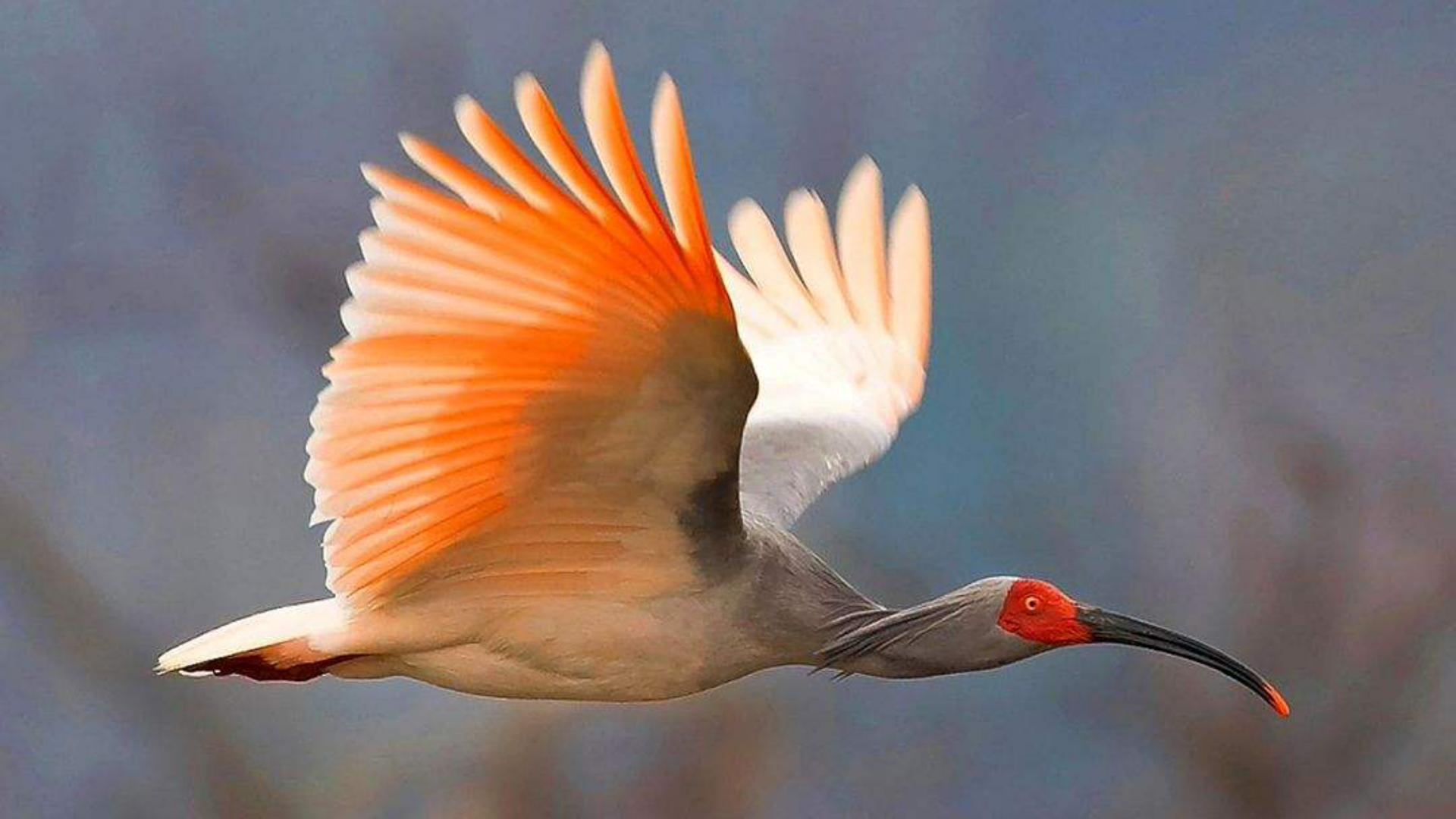 The Oriental Gem—Crested Ibis, from 7 to 5,000, let the world witness ...
