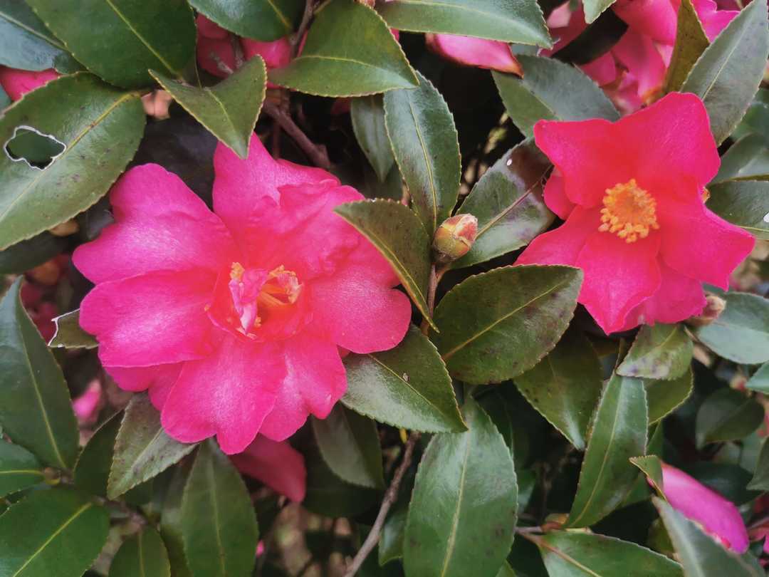 Shuai Cai and Jiang Cai - iNEWS