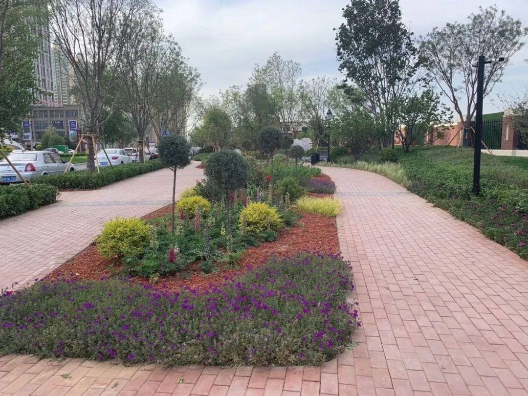 flower border landscape design - iMedia