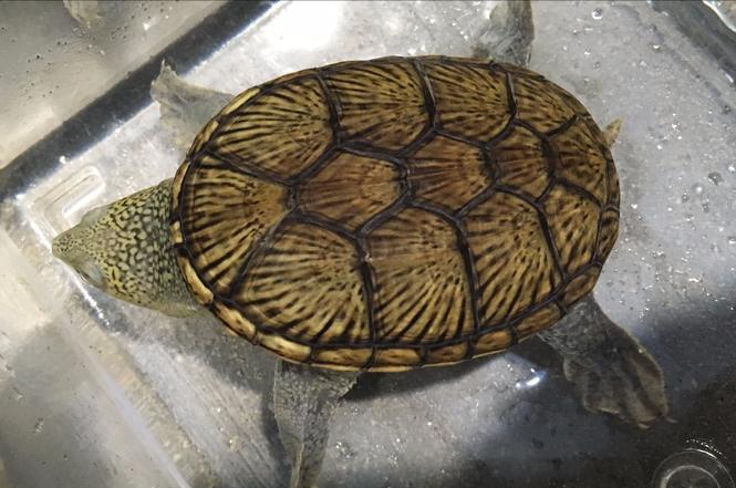 The Living Habits and Breeding Techniques of Narrow Bridge Egg Turtle ...