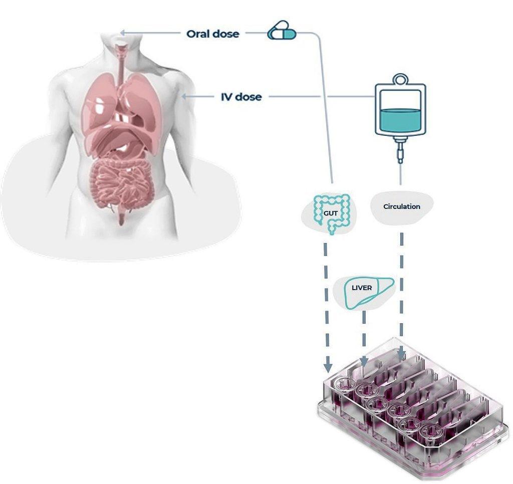 Mice or organoids?6 major cases to understand the new progress of ...
