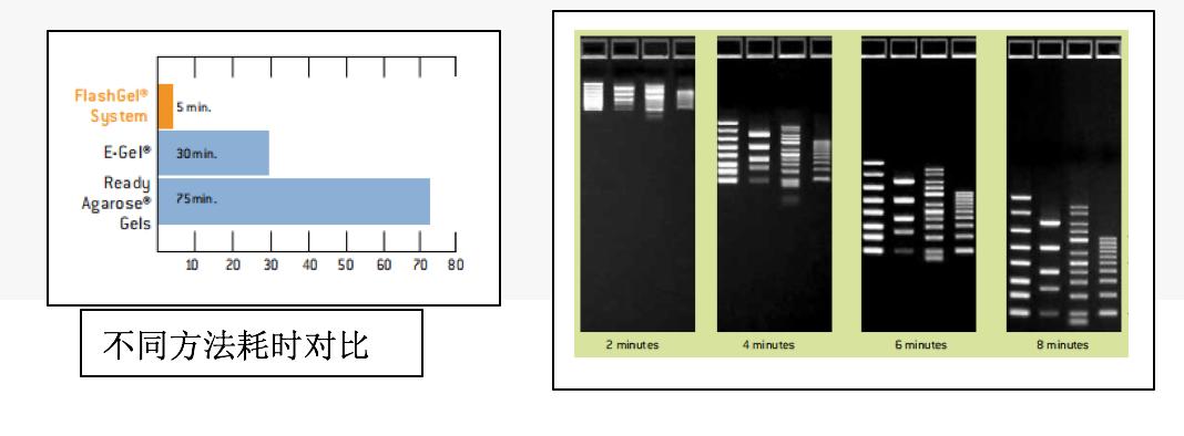 The yyds of electrophoresis: FlashGel flash gel system - iNEWS