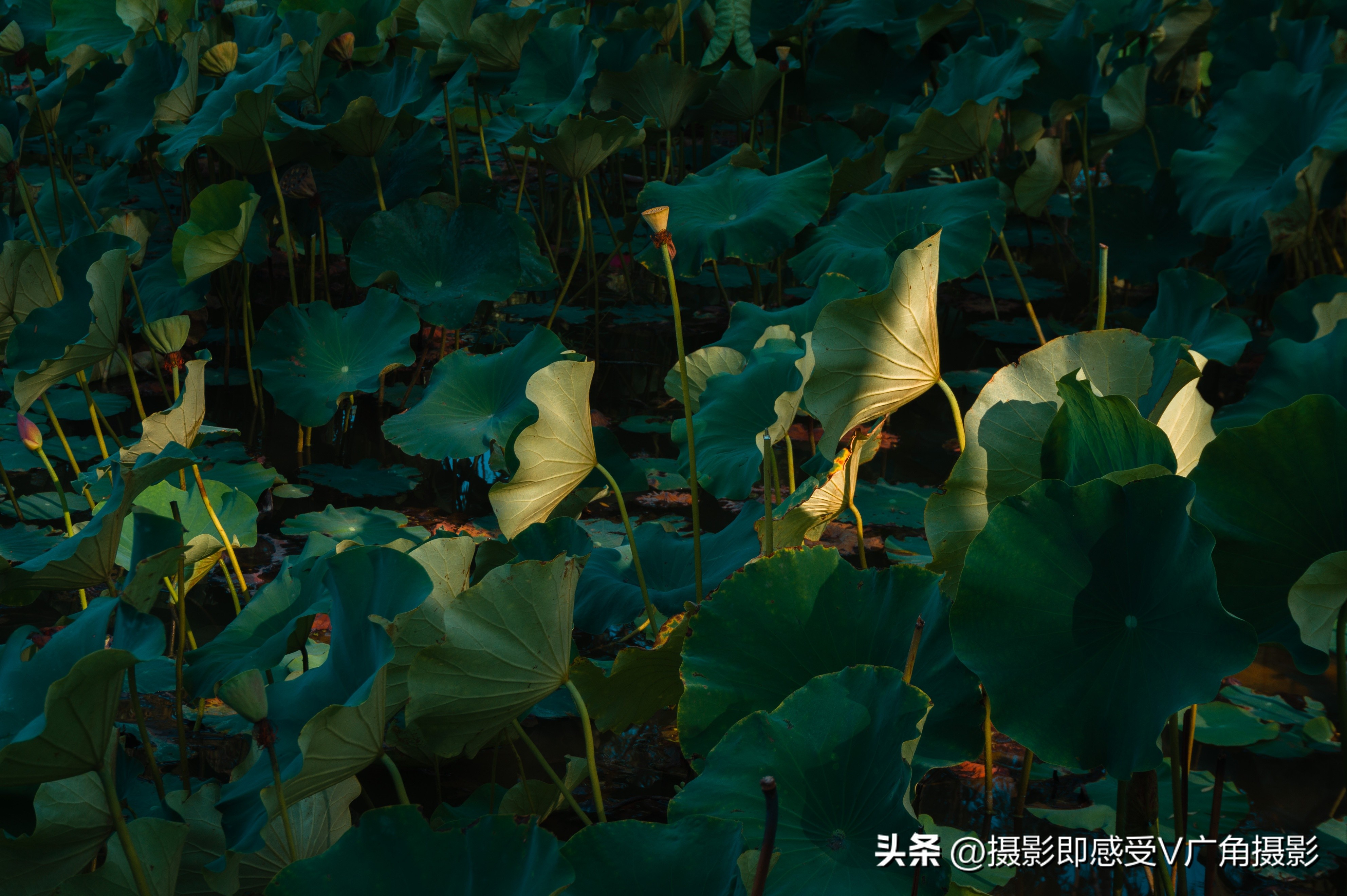 It's the lotus season again, are you still shooting a flower? - iNEWS