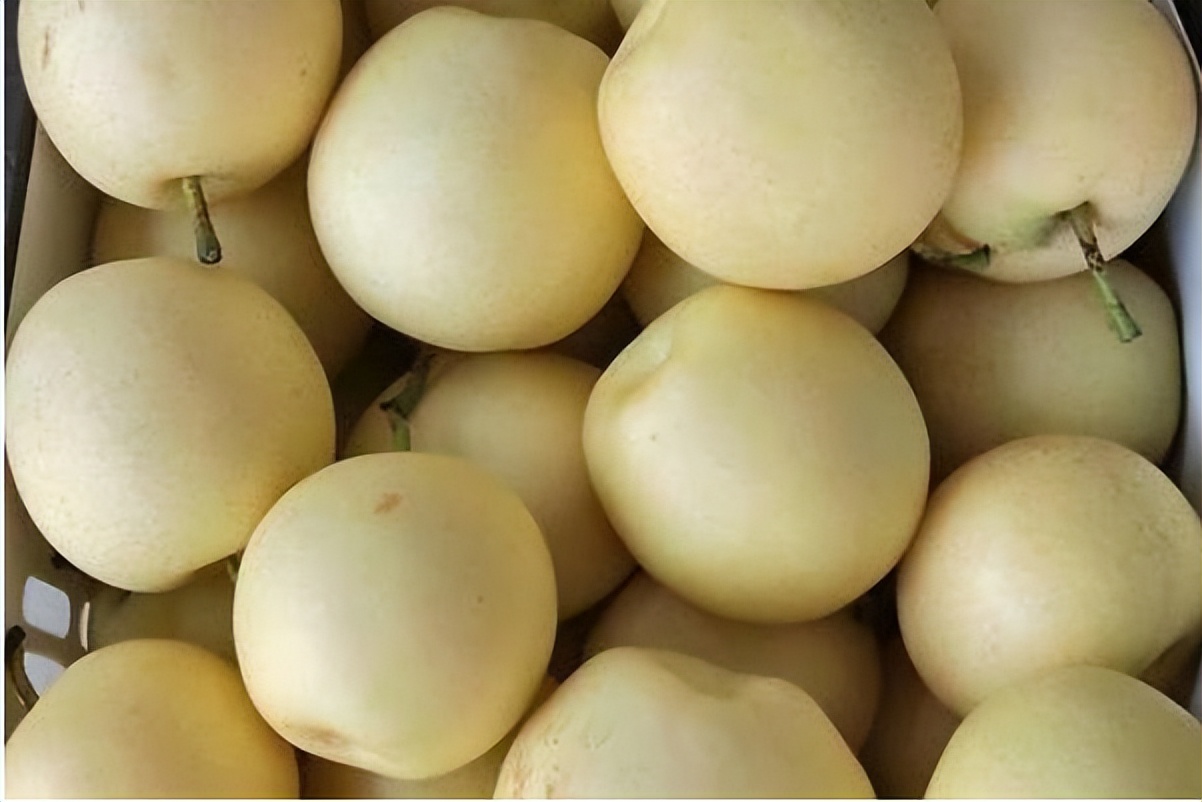 Where are the best pears in China?The pears in these 8 places are ...