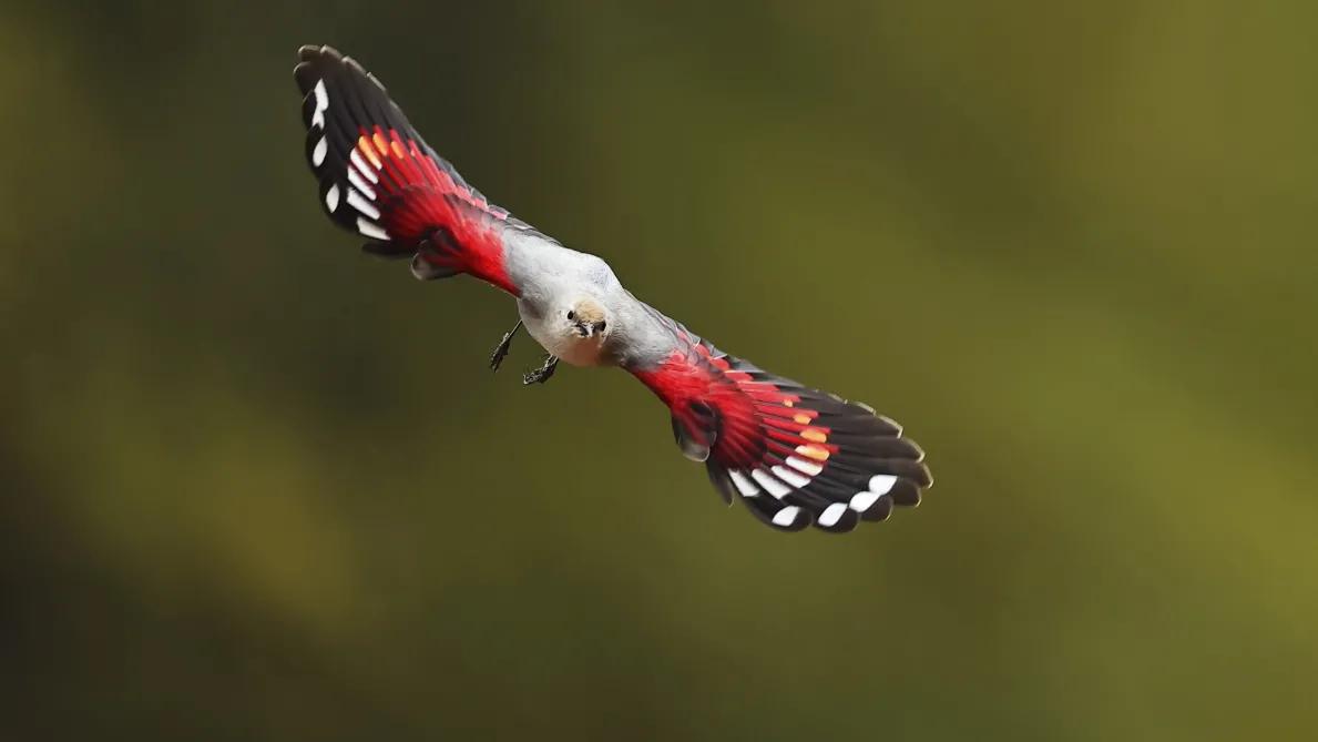 The elegant beauty of the red-winged wall finch - iNEWS