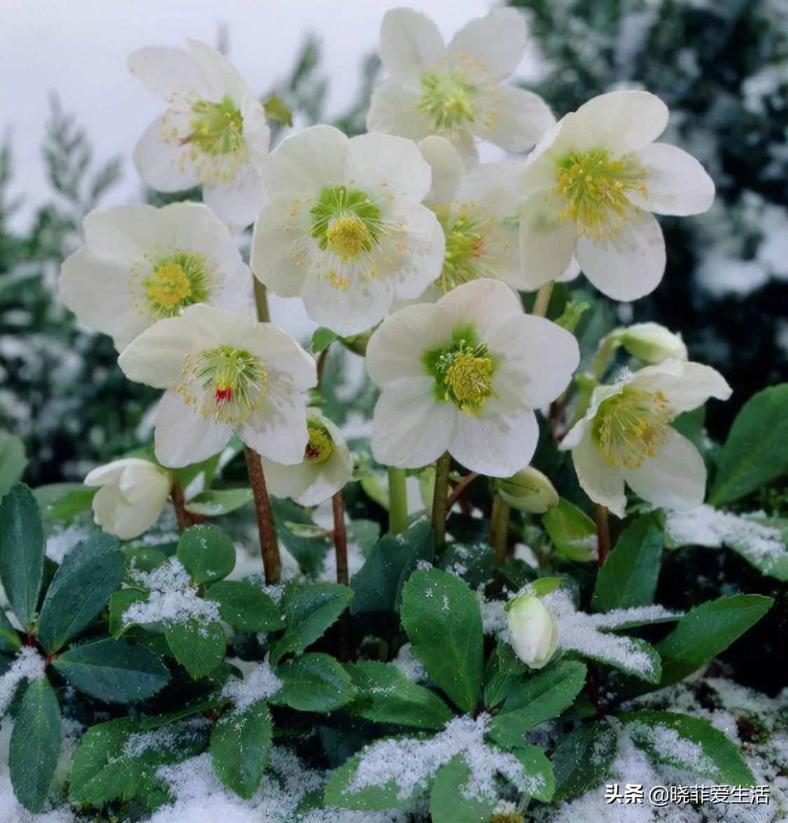 6 kinds of "cold-resistant flowers" that can "bloom brilliantly" even ...