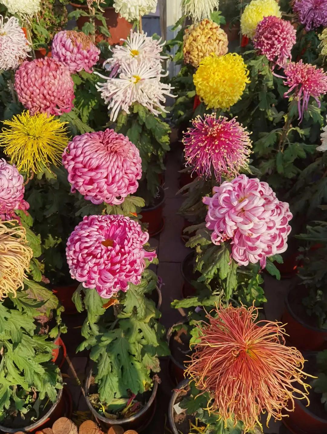 Picking chrysanthemums under the eastern fence, leisurely see Nanshan ...