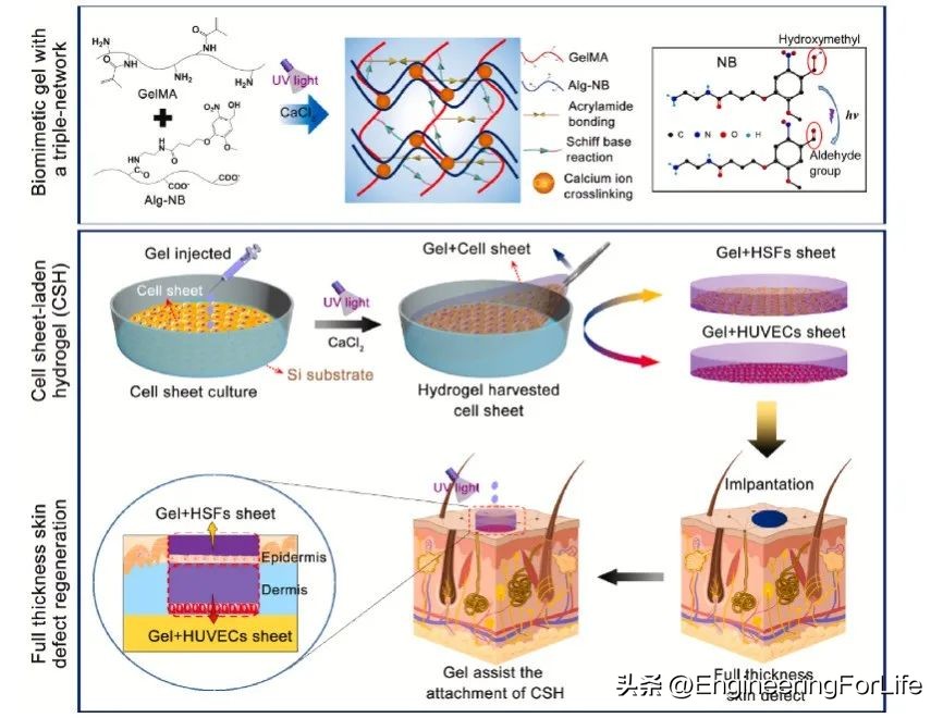 Zhejiang University team "Bioact. Mater.": "One-step" synthetic ...