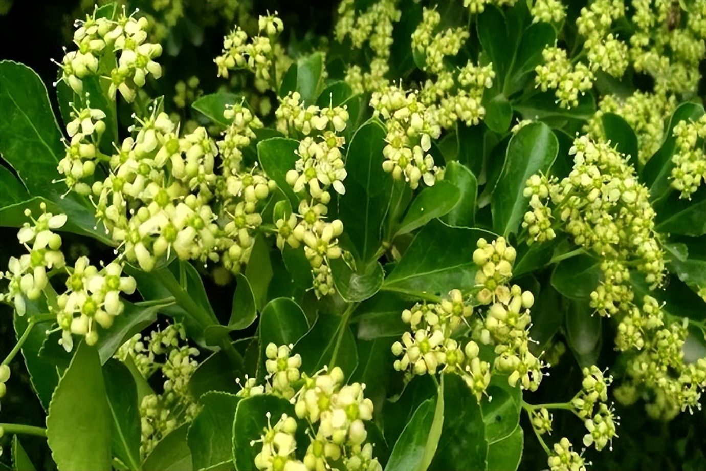 Eight holly flower poems, with luxuriant flowers and leaves, evergreen ...