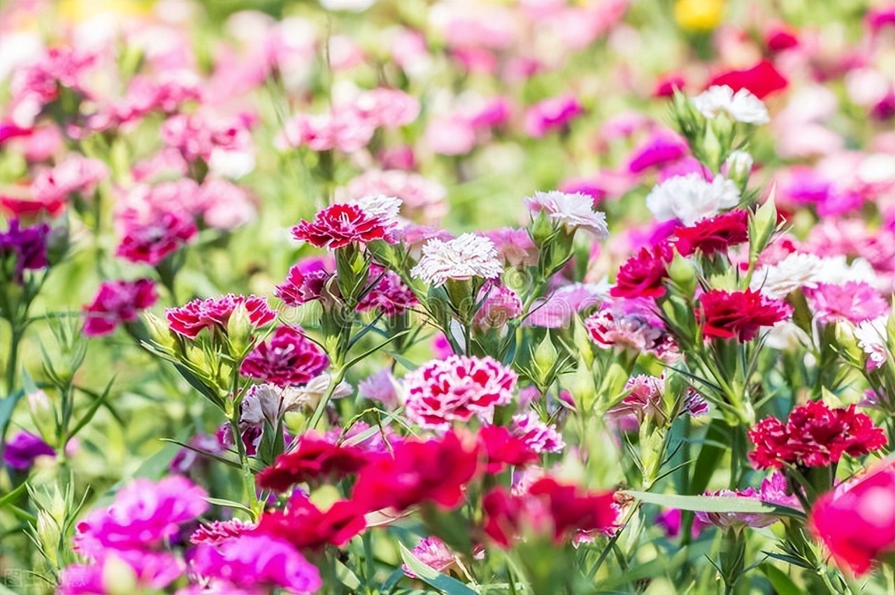Carnation cultivation methods and precautions: learn these tricks to ...