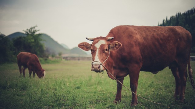 Taurus and Wealth: Is the Taurus a Symbol of Wealth? - iMedia