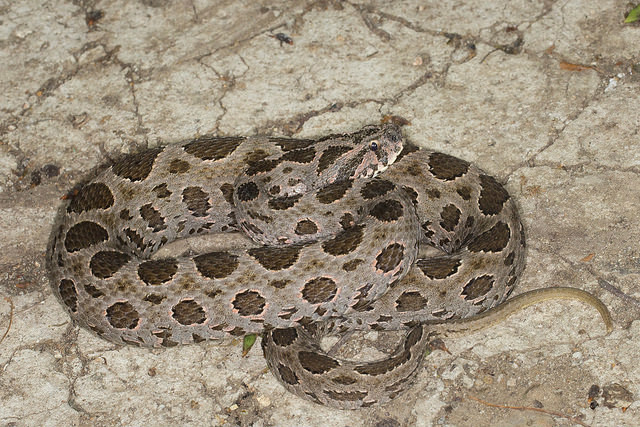 The five most famous vipers in the world - iNEWS