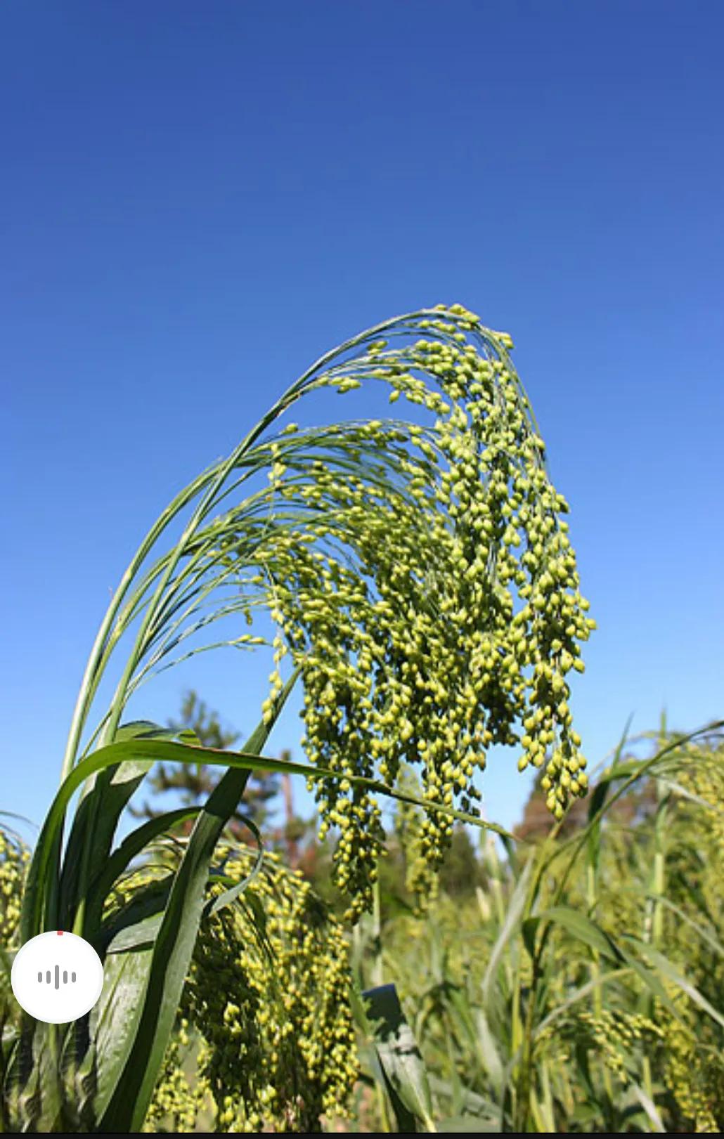 Exploring Shanxi Pasta - Lingqiu Yellow Cake - iNEWS