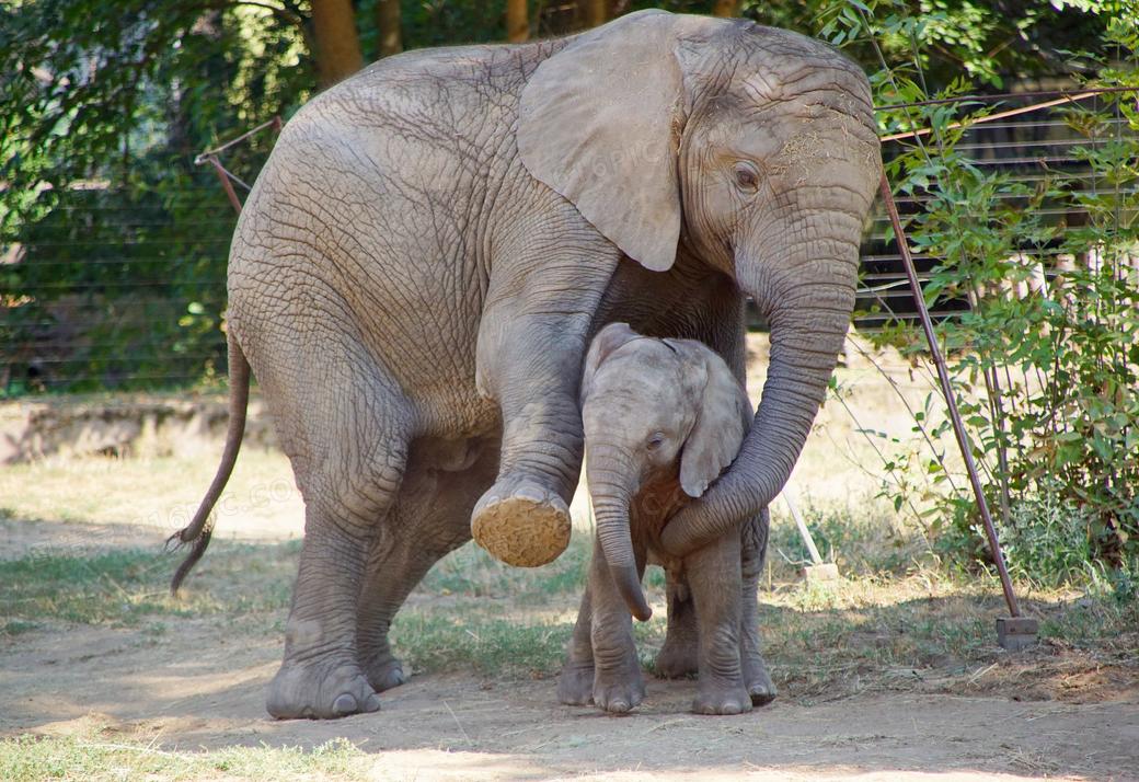 Elephants have more trunks than human muscles. How did they evolve this ...