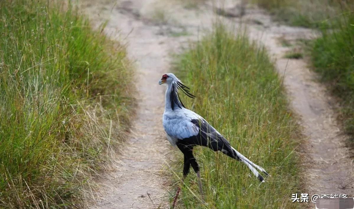 The snake vulture is known as the natural enemy of African poisonous ...