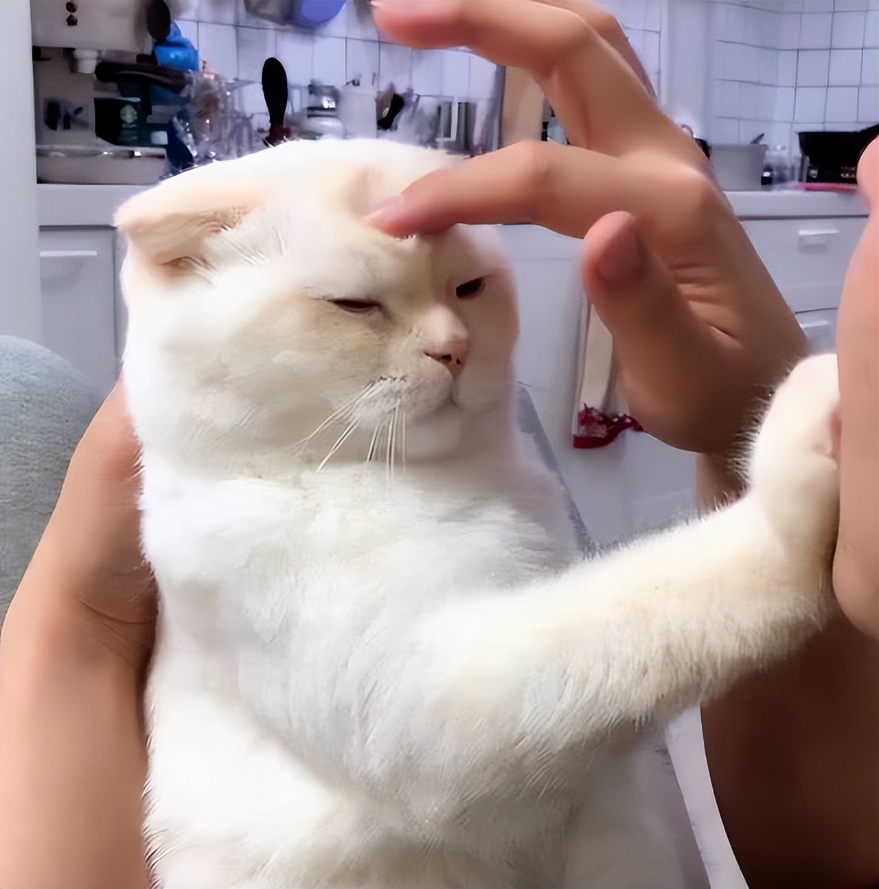 Cats use their "paws" to pull you, there are these 8 meanings, don't ...