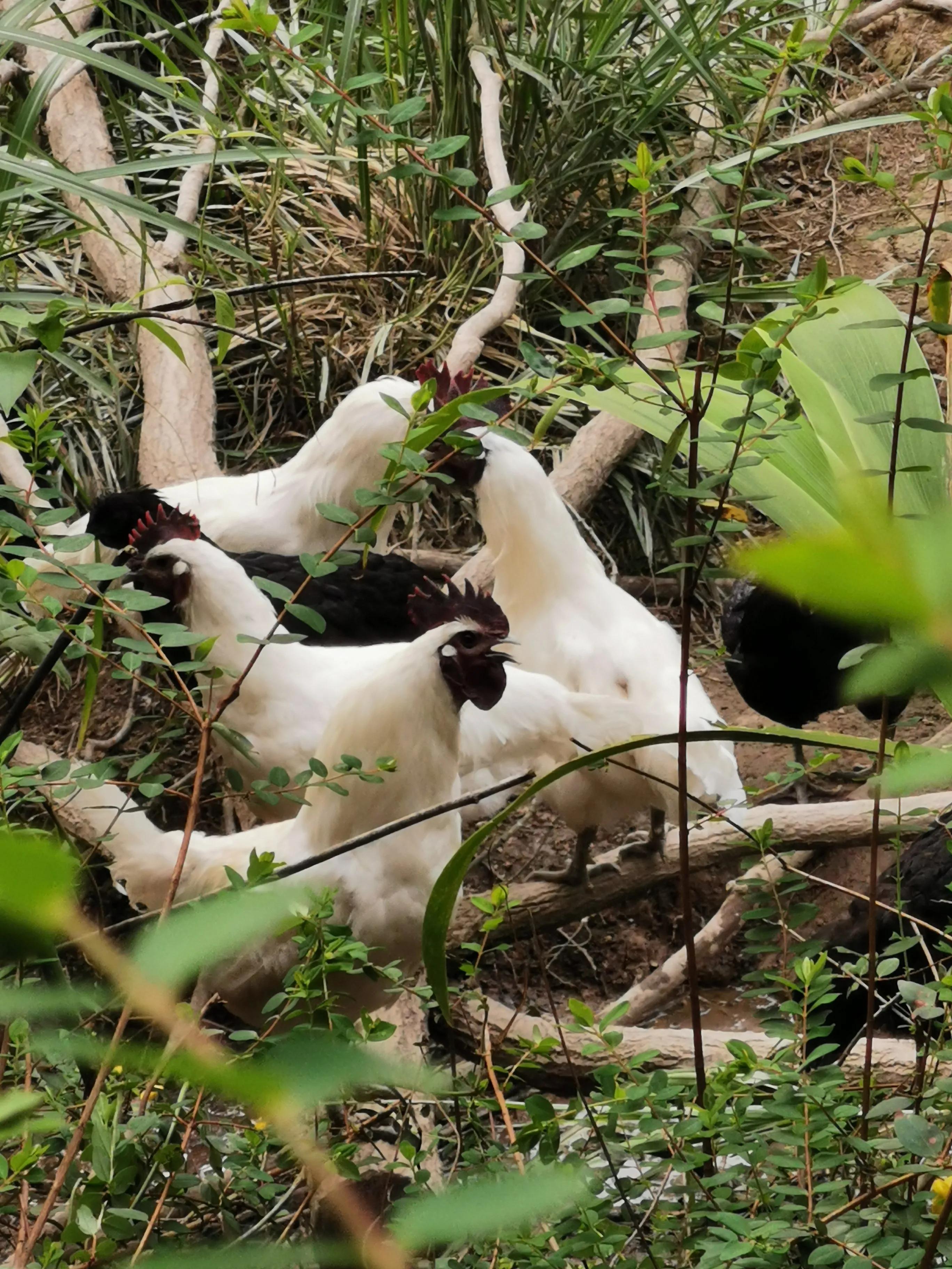 Revisiting the Six Famous Chickens in Yunnan - iNEWS