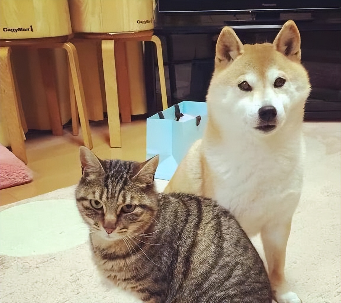 A dog that became popular with his expressions, 2 billion netizens used ...