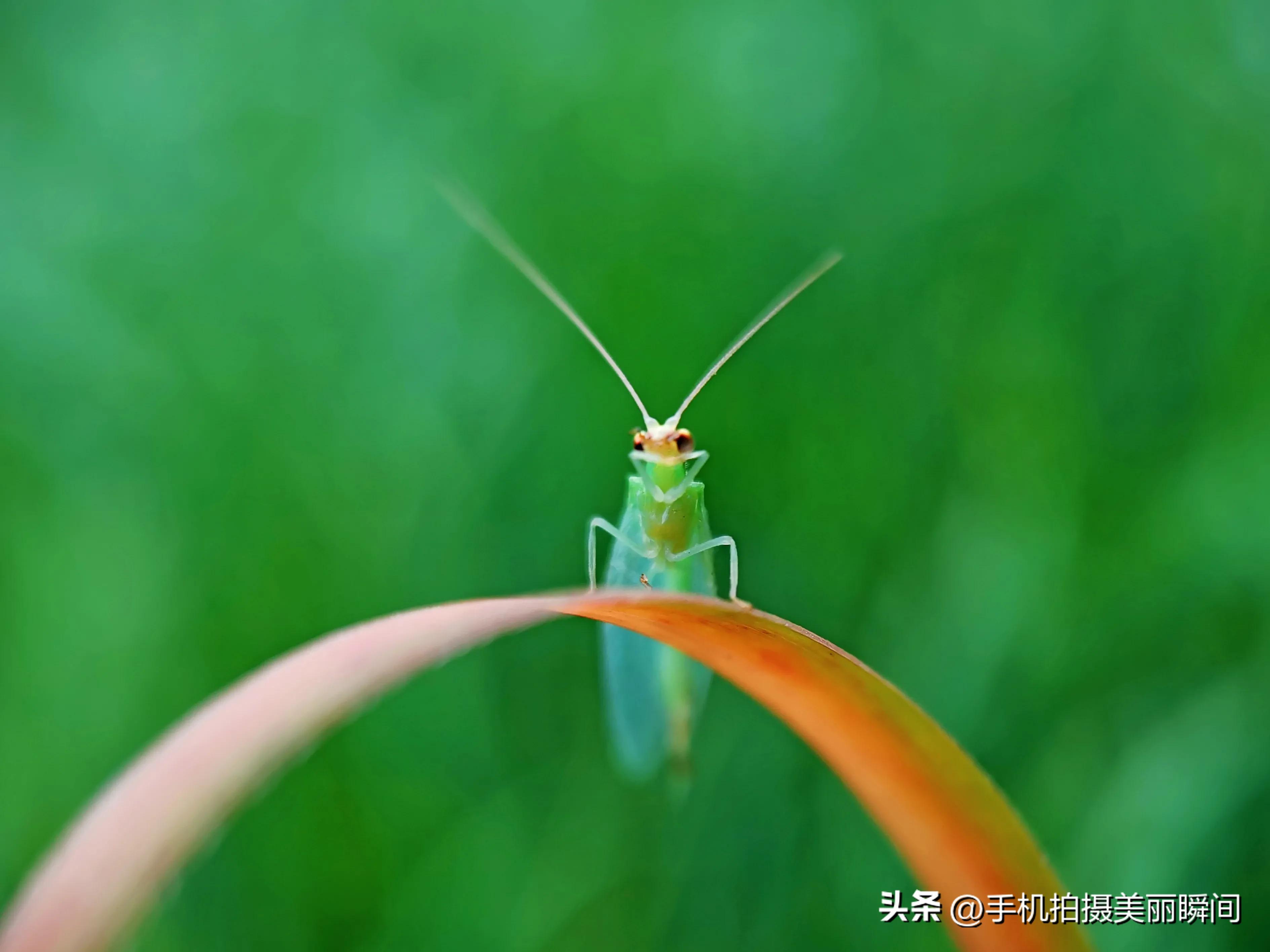 Five essentials for macro photography of insects with mobile phone - iNEWS