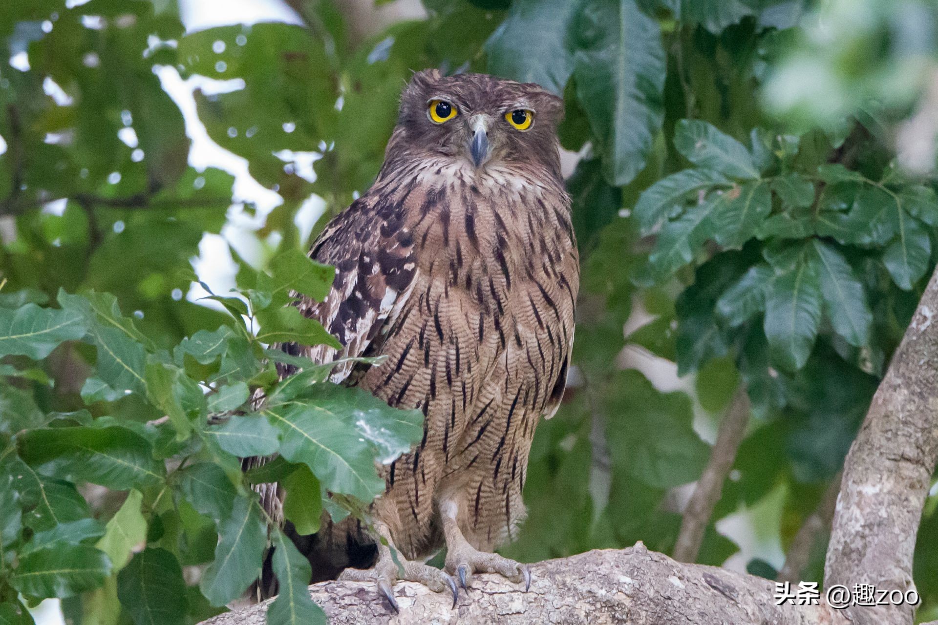 Top 10 Animals With Superb Vision In The World, Unique Vision Animals ...