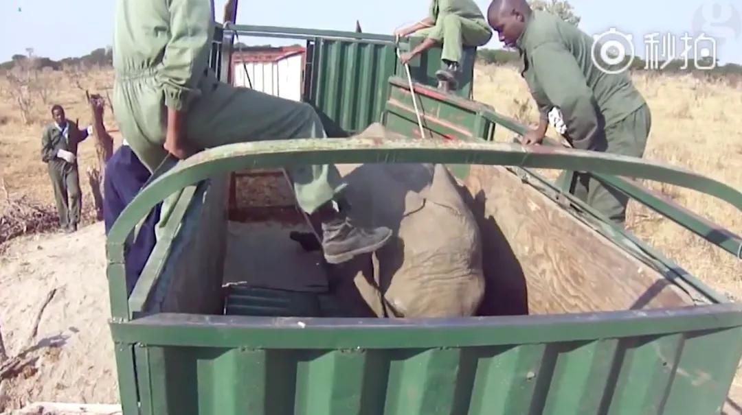 Elephant import and export - a living commodity with clearly marked ...