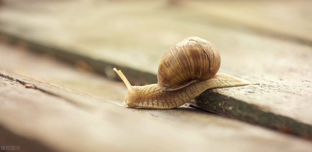 Slow and Beautiful: Exploring the World of Snails - iNEWS