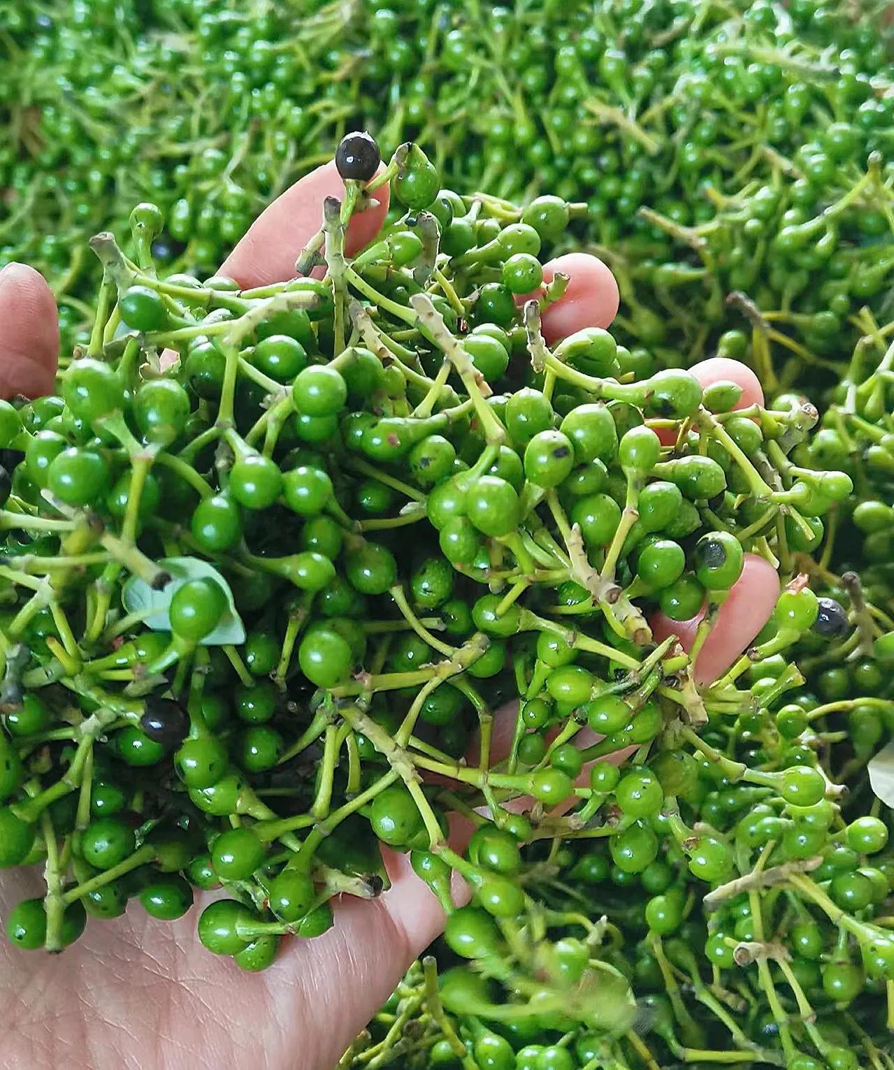 Minority food in Yunnan [soaked wild mountain pepper] - iMedia
