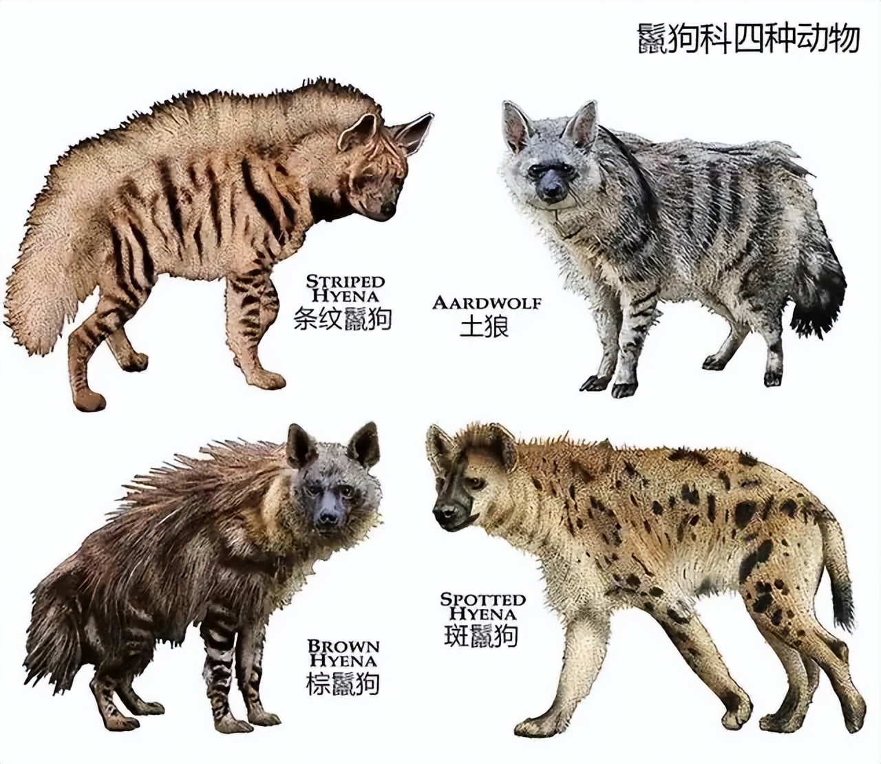 Can a lion really accurately find the hyena "queen" from the hyena ...