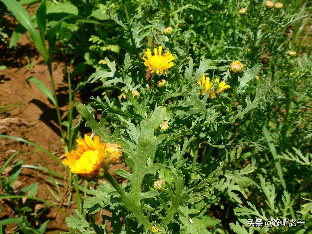 It is called "Emperor's Vegetable". It is rich in protein and 3 times ...