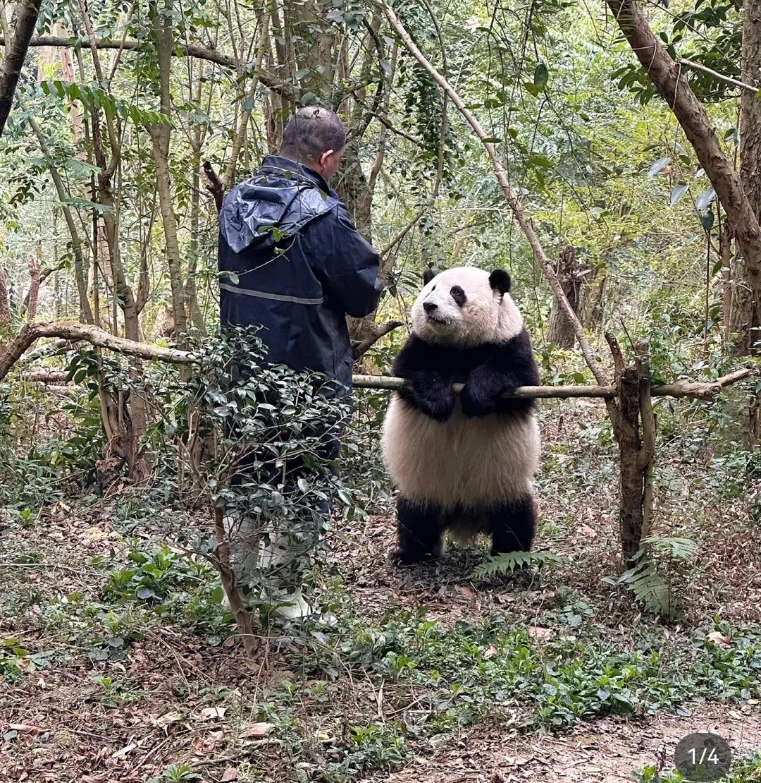 Make a different Huahua~~~ Huahua, the female star in the panda world ...