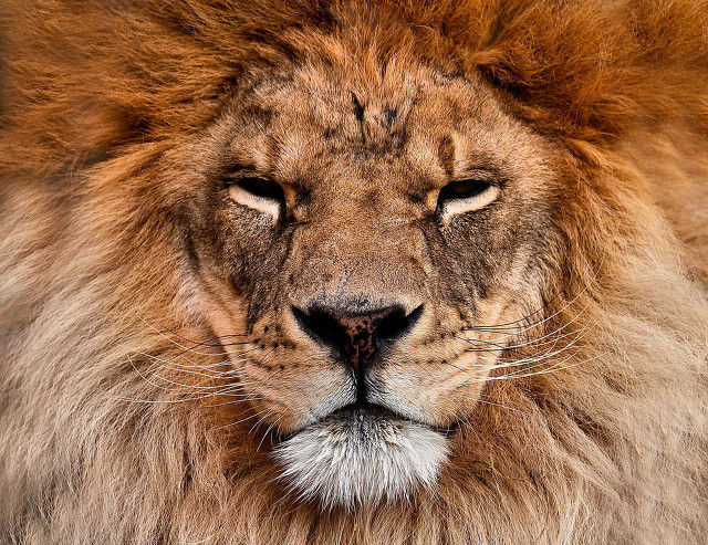 Ferocious Land Animals Ranked 28: Lions - iMedia