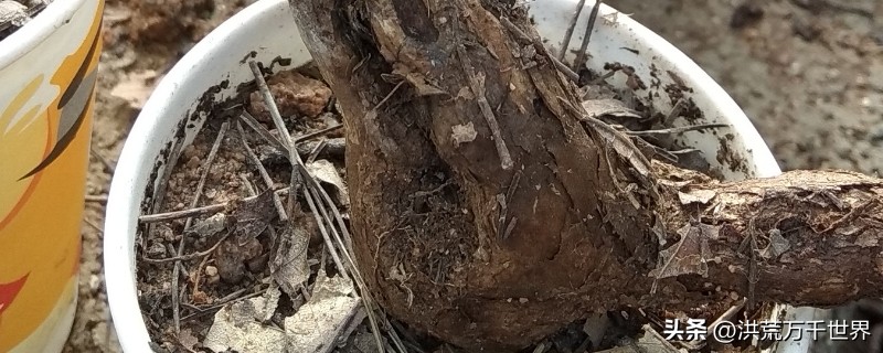 The fastest way to root piles - iNEWS