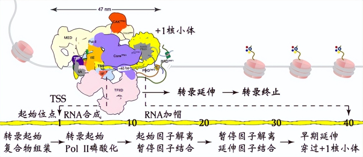 Science post!The team of Xu Yanhui of Fudan Shanghai Medical University ...