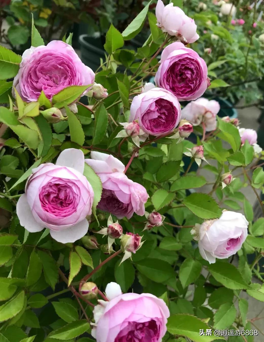 Photo Sharing—Aunt Rose Maggie - iMedia
