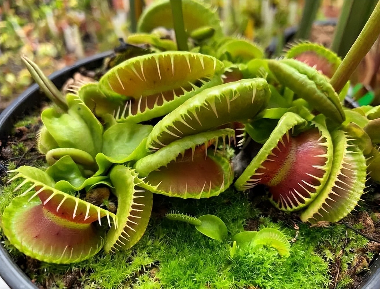 Flytraps: Nature's Predators and Amazing Plants - iNEWS