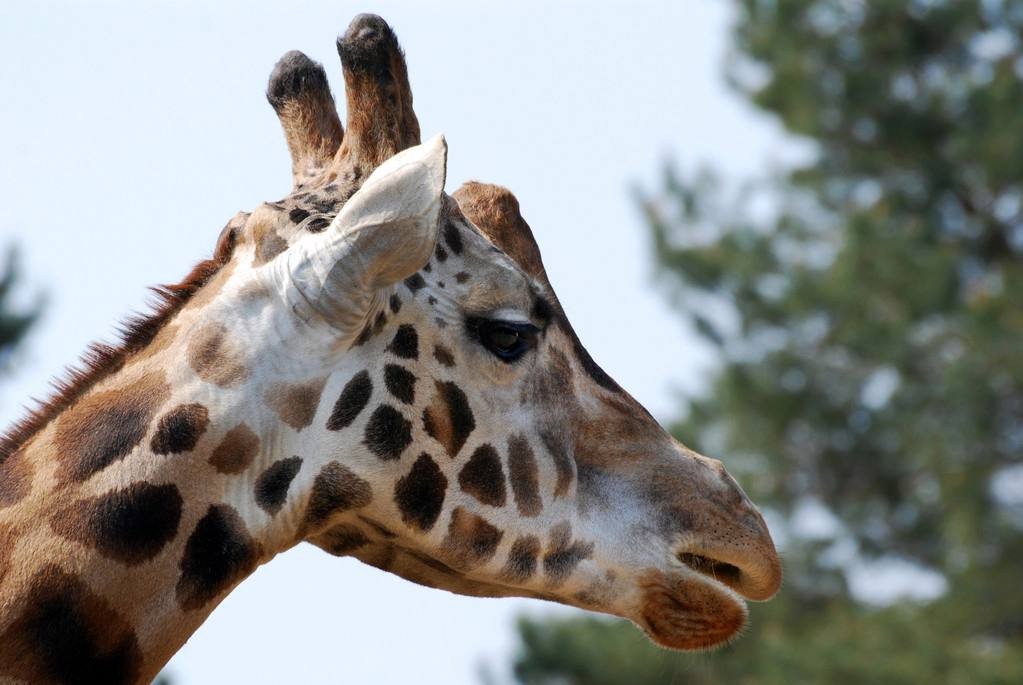 How dangerous are giraffes?The lion flew and tried to bite its neck ...