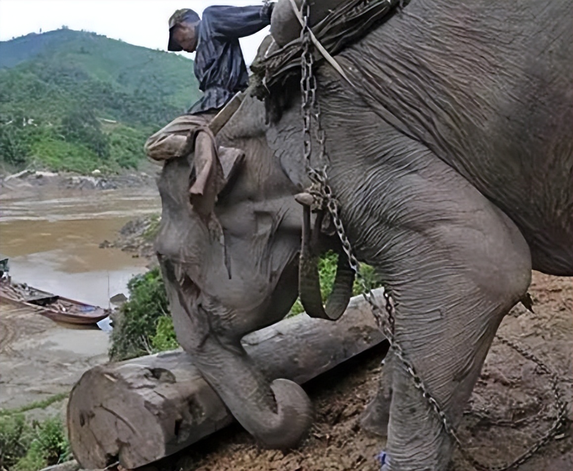 Thai elephant was forced to work frantically in the heat, tearing its ...