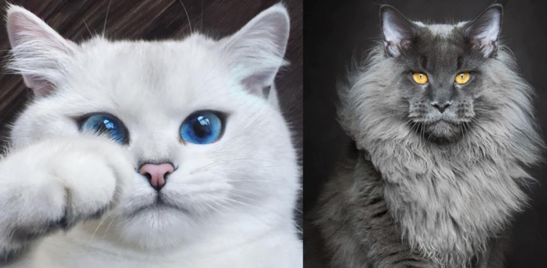 Why do male cats have to grow barbs to scratch females?What is the ...