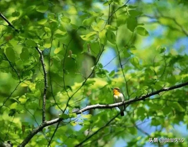 Lu You's 14 early summer poems, with fresh language and lively style ...