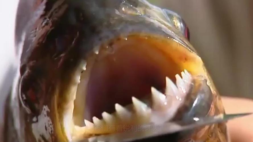 8 people were bitten by piranhas and sent to the hospital. Can the ...