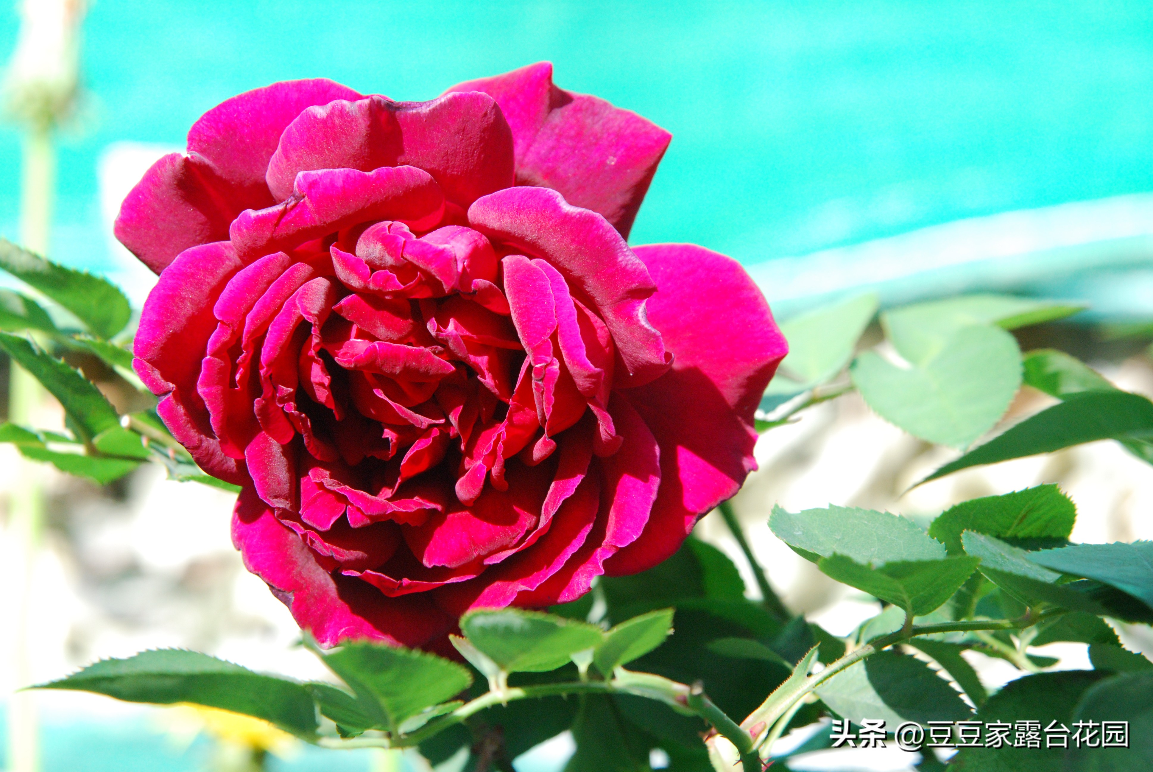 Chinese rose one by one ancient Chinese rose purple velvet - iNEWS