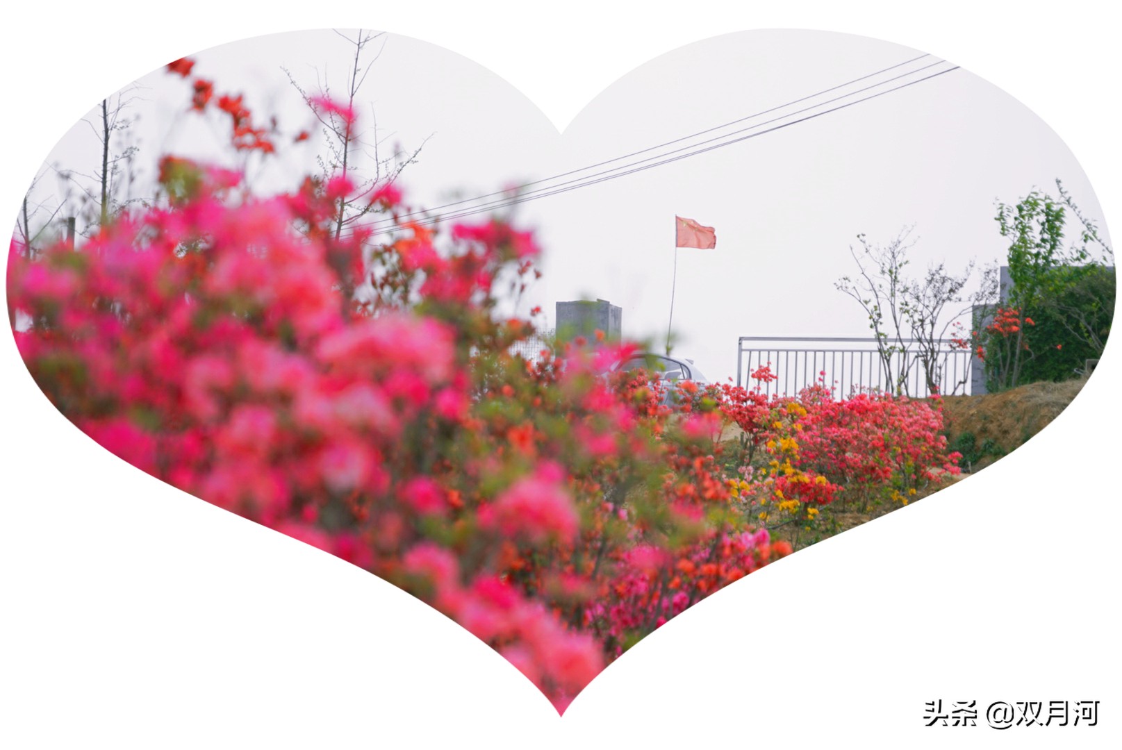 The month of spring flowers blooming in April photographers take ...