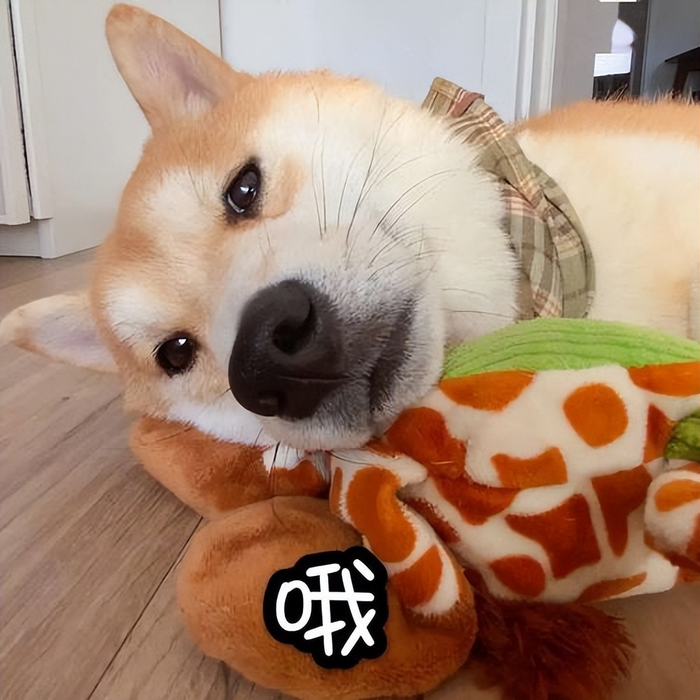 How many years can a dog live? There are several manifestations ...