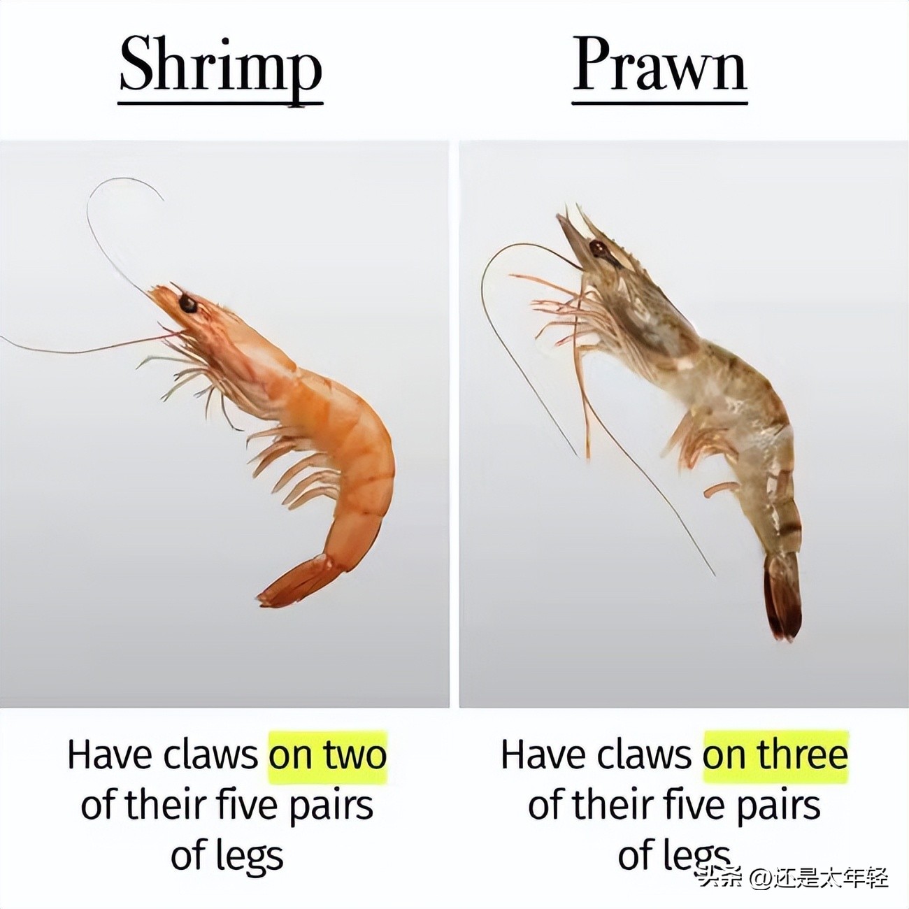[Popular Science] What is the difference between shrimp and prawns? - iNEWS