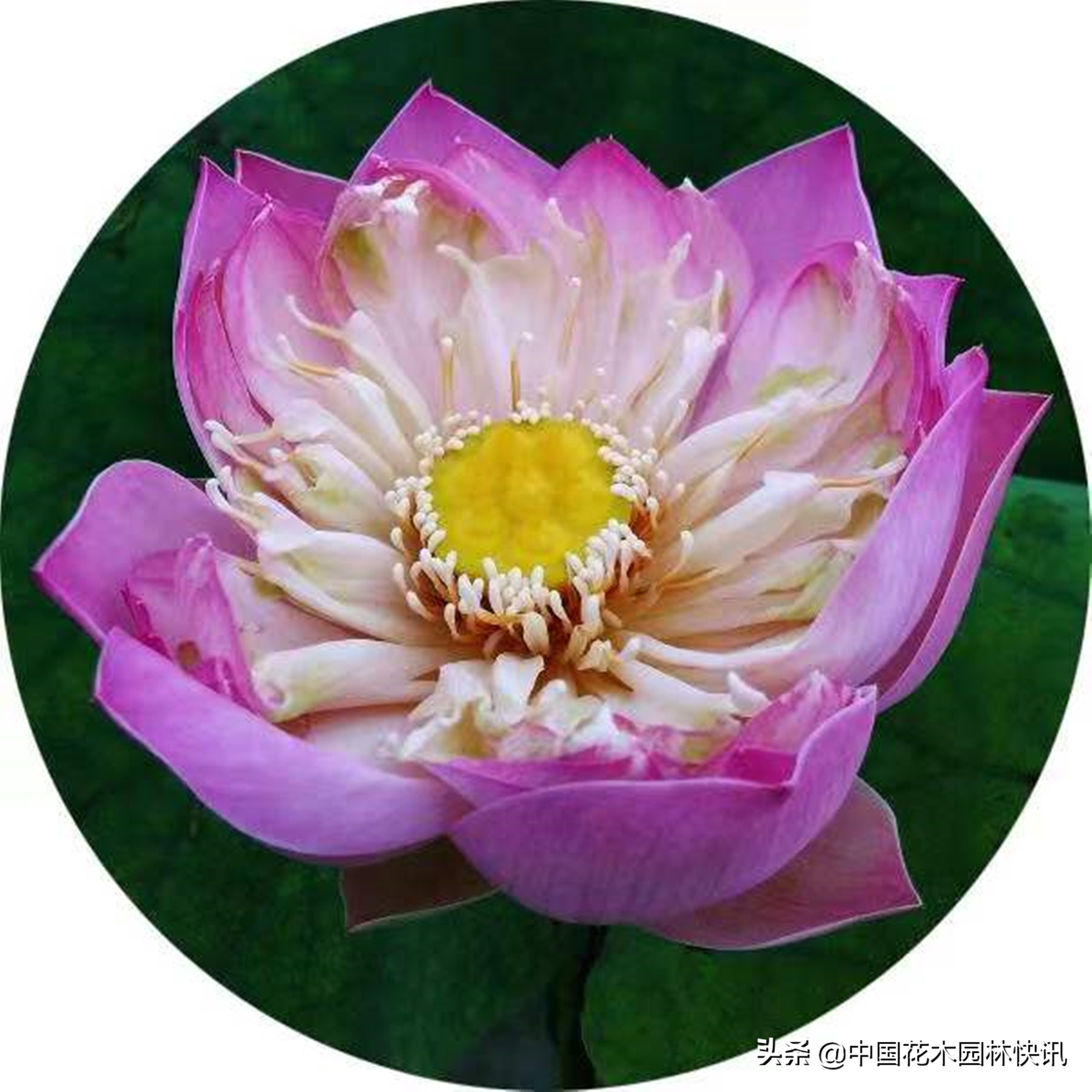 In the bleak autumn and winter, the new varieties of lotus for the ...