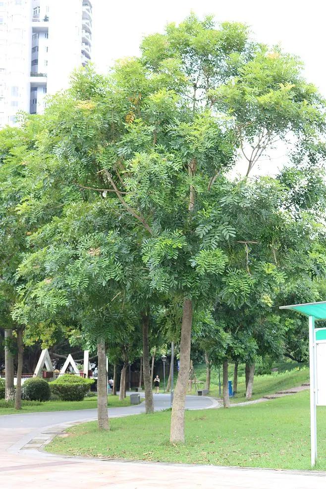 Living History: See How These Ancient Timber Species Survive Today - iNEWS