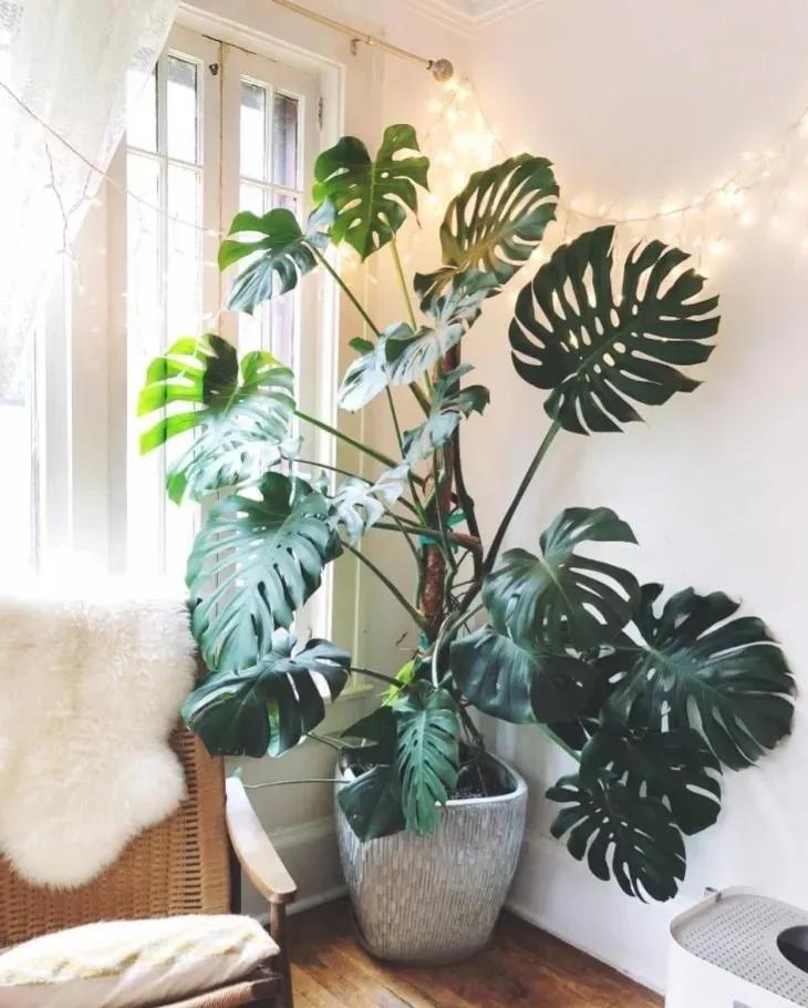 Monstera means "auspicious and long life". After 4 o'clock in the cold ...