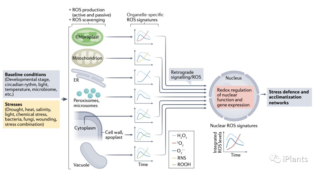 "Nature review"Research progress on ROS signaling in plant stress ...