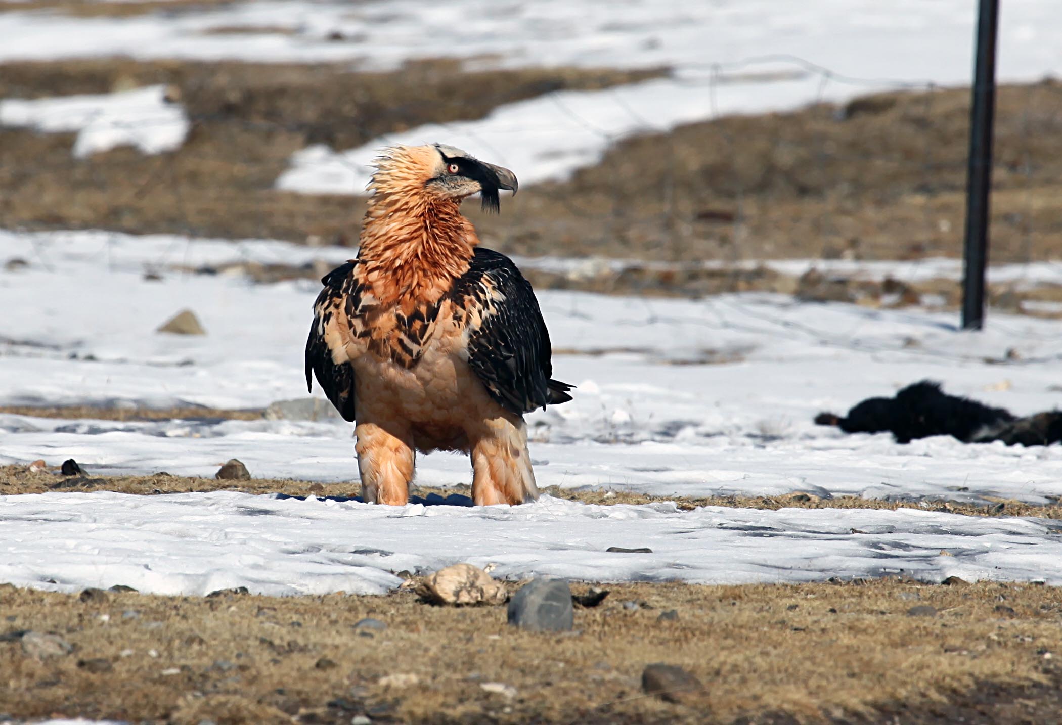 Bearded vulture: A fanatic of bones, the eagle who loves to dress up ...